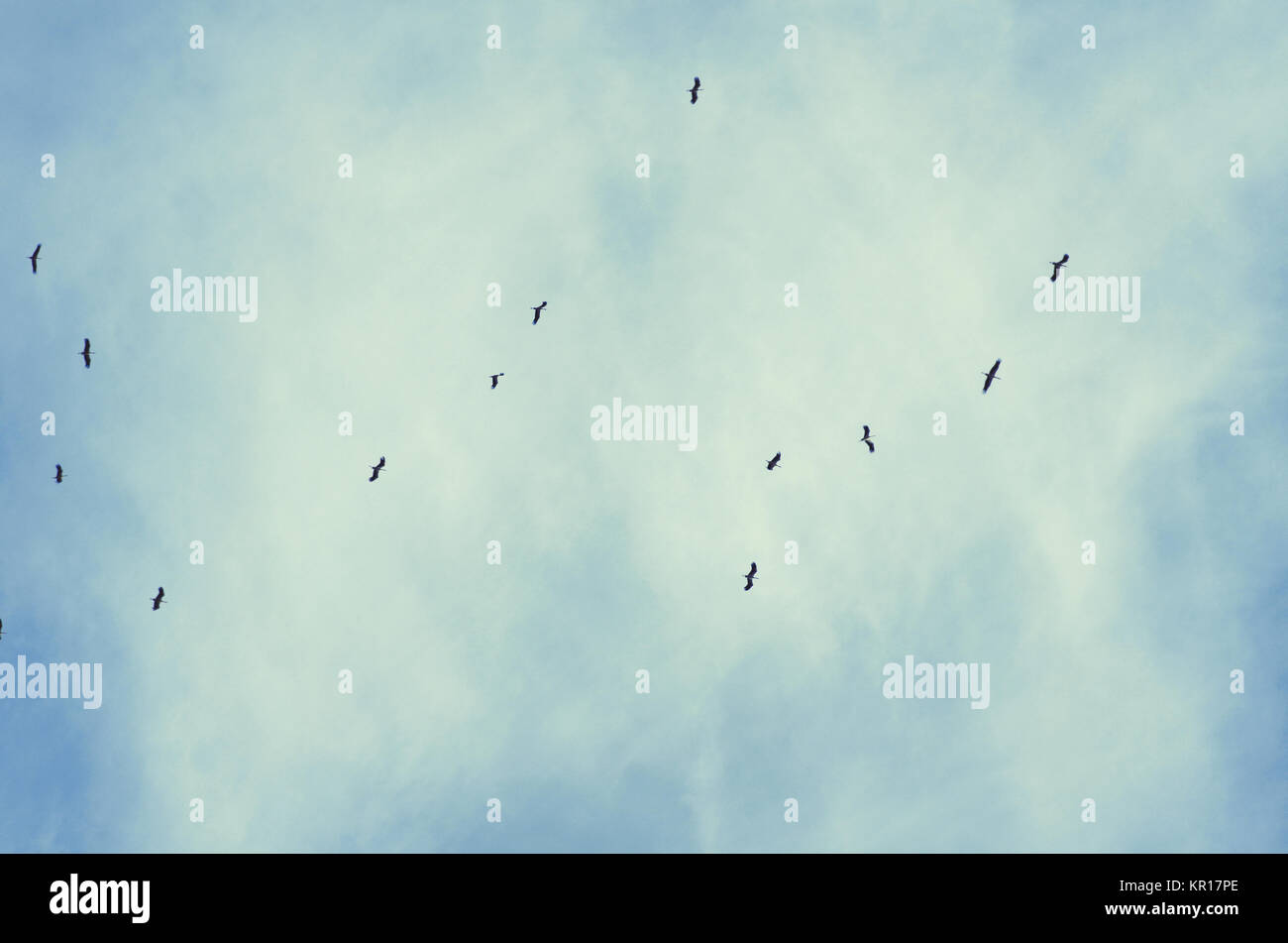 Flock of storks flying high in the beautiful sky Stock Photo - Alamy