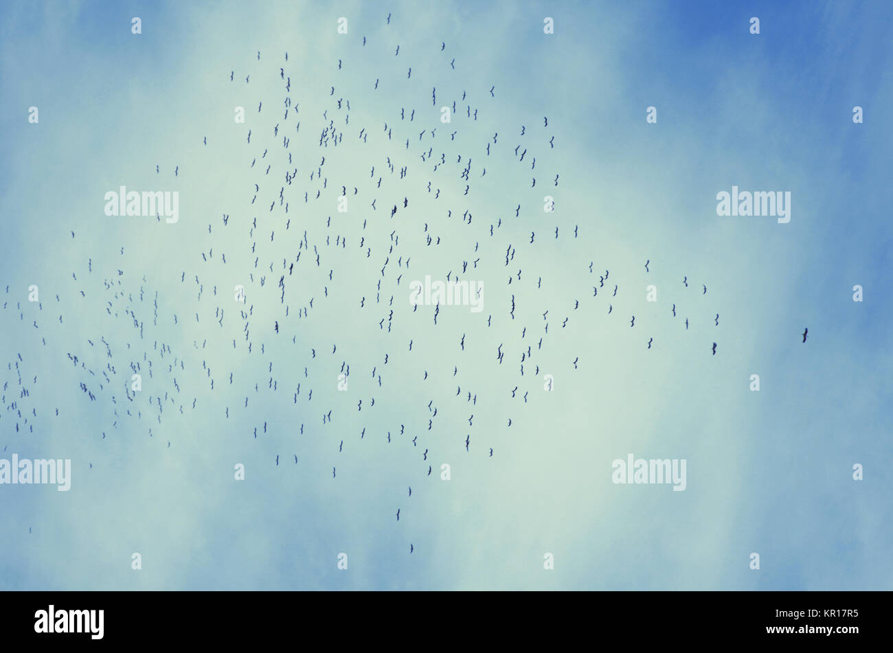 Flock of storks flying high in the beautiful sky Stock Photo - Alamy