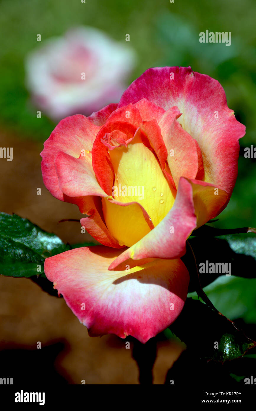 Beautiful pink and yellow rosebud Stock Photo - Alamy