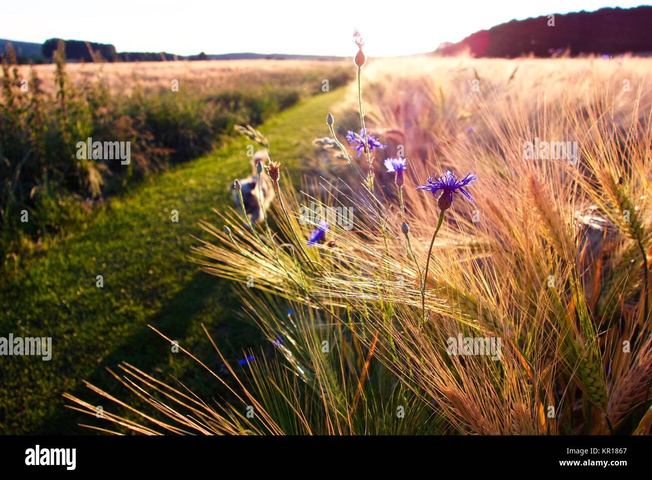 path with running dog and dainty purple wildflowers growing on the ...