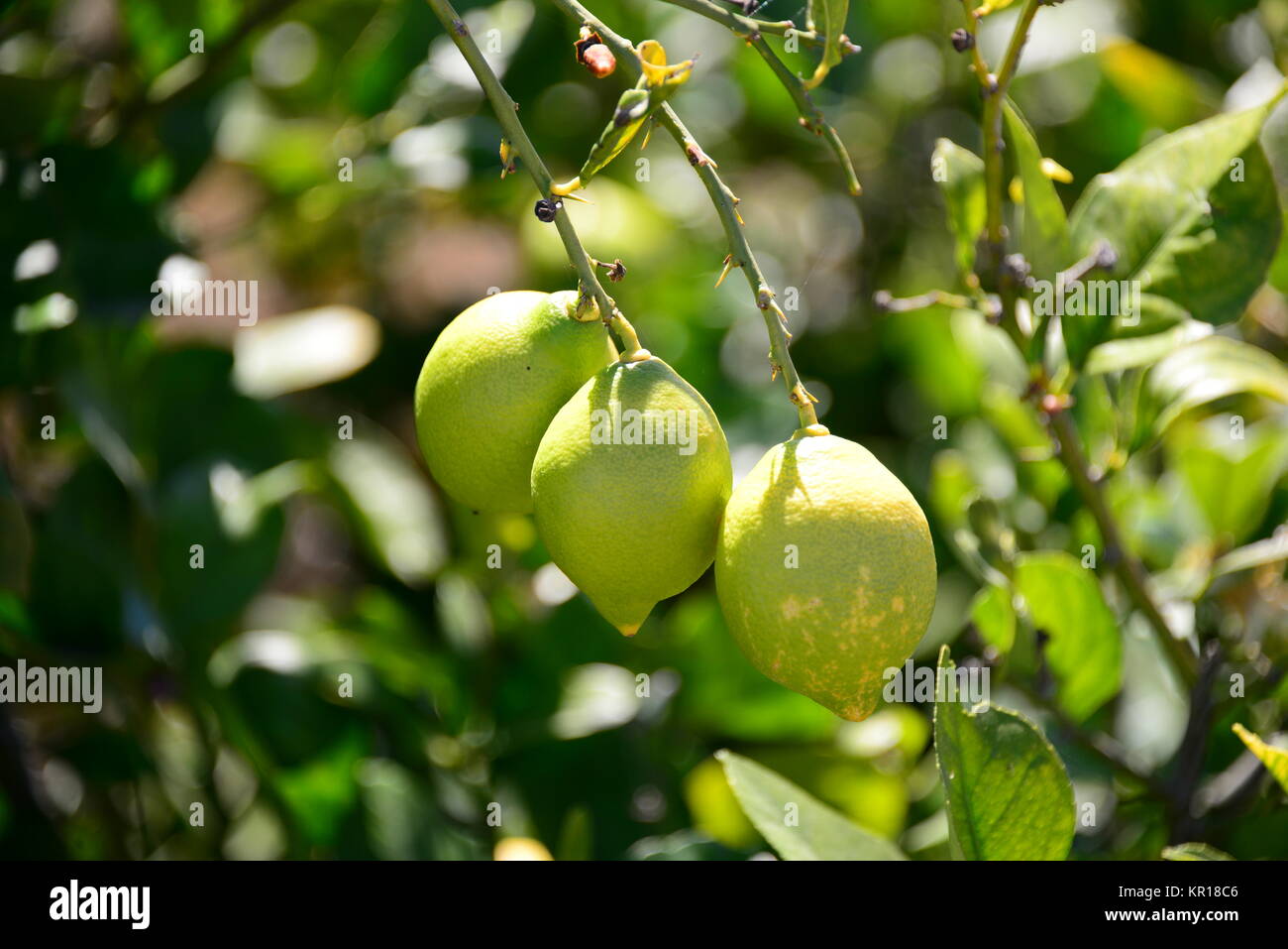 lemon tree in spain Stock Photo - Alamy