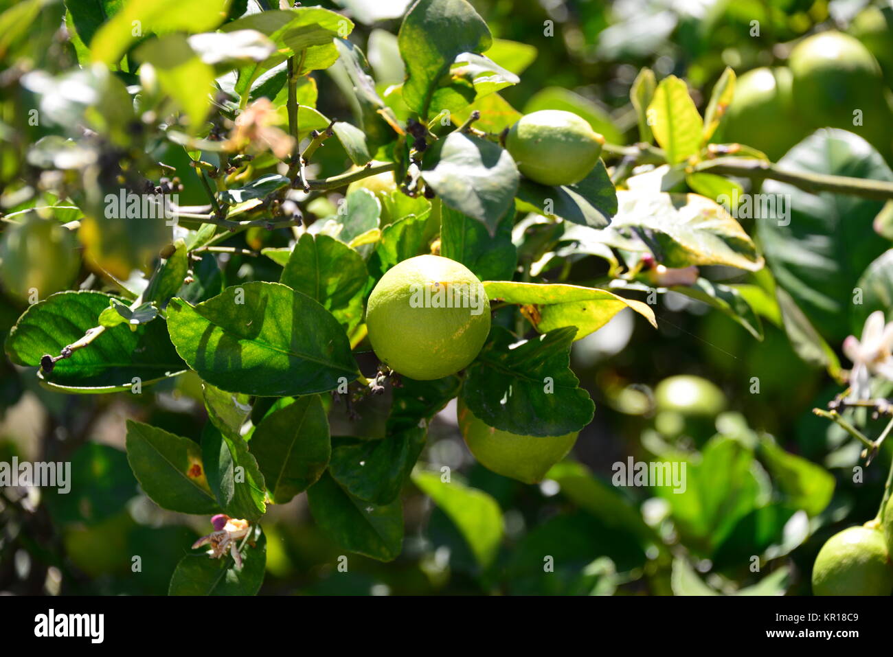lemon tree in spain Stock Photo - Alamy