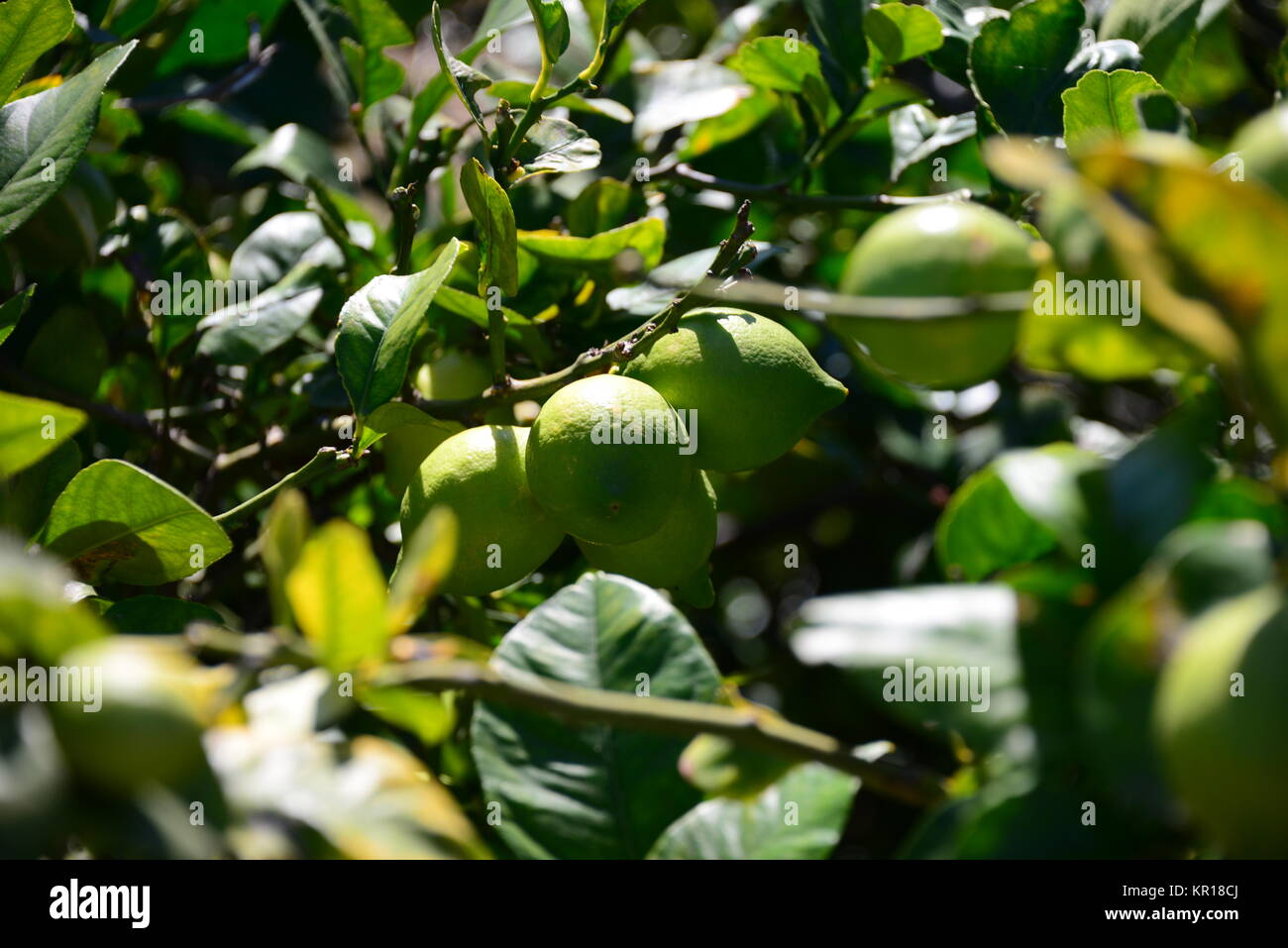 lemon tree in spain Stock Photo - Alamy