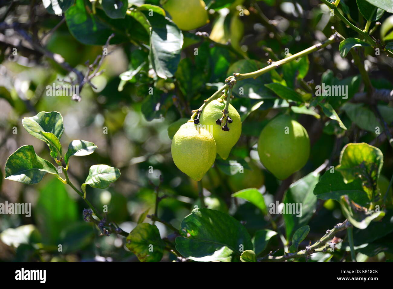 lemon tree in spain Stock Photo - Alamy