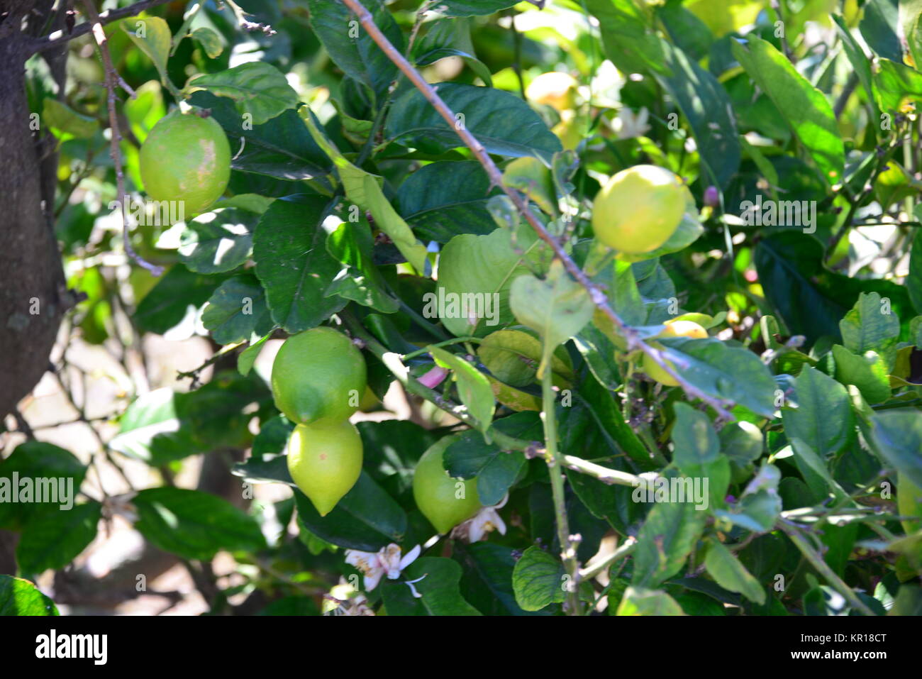 lemon tree in spain Stock Photo - Alamy