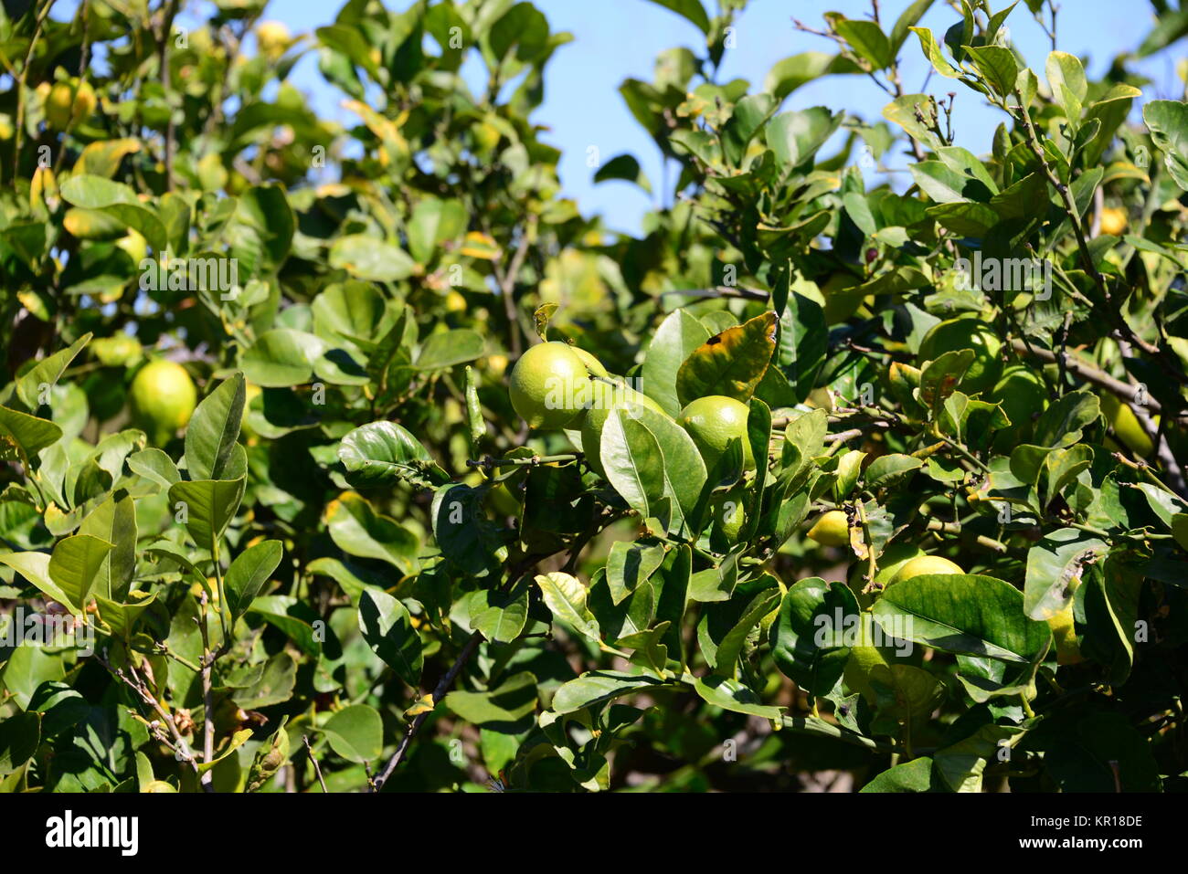 lemon tree in spain Stock Photo - Alamy