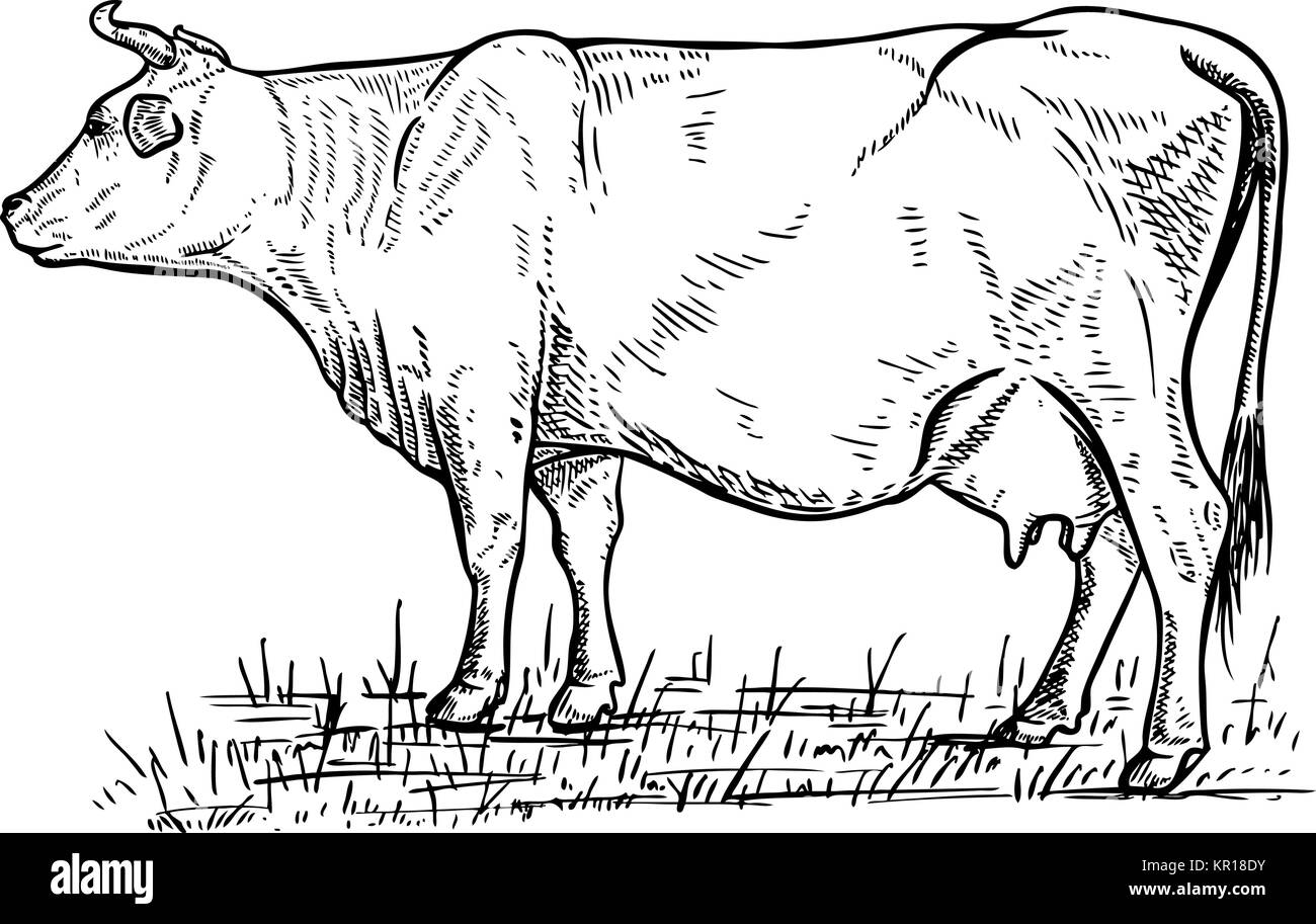 Hand drawn cow illustration on white background.Design elements for ...
