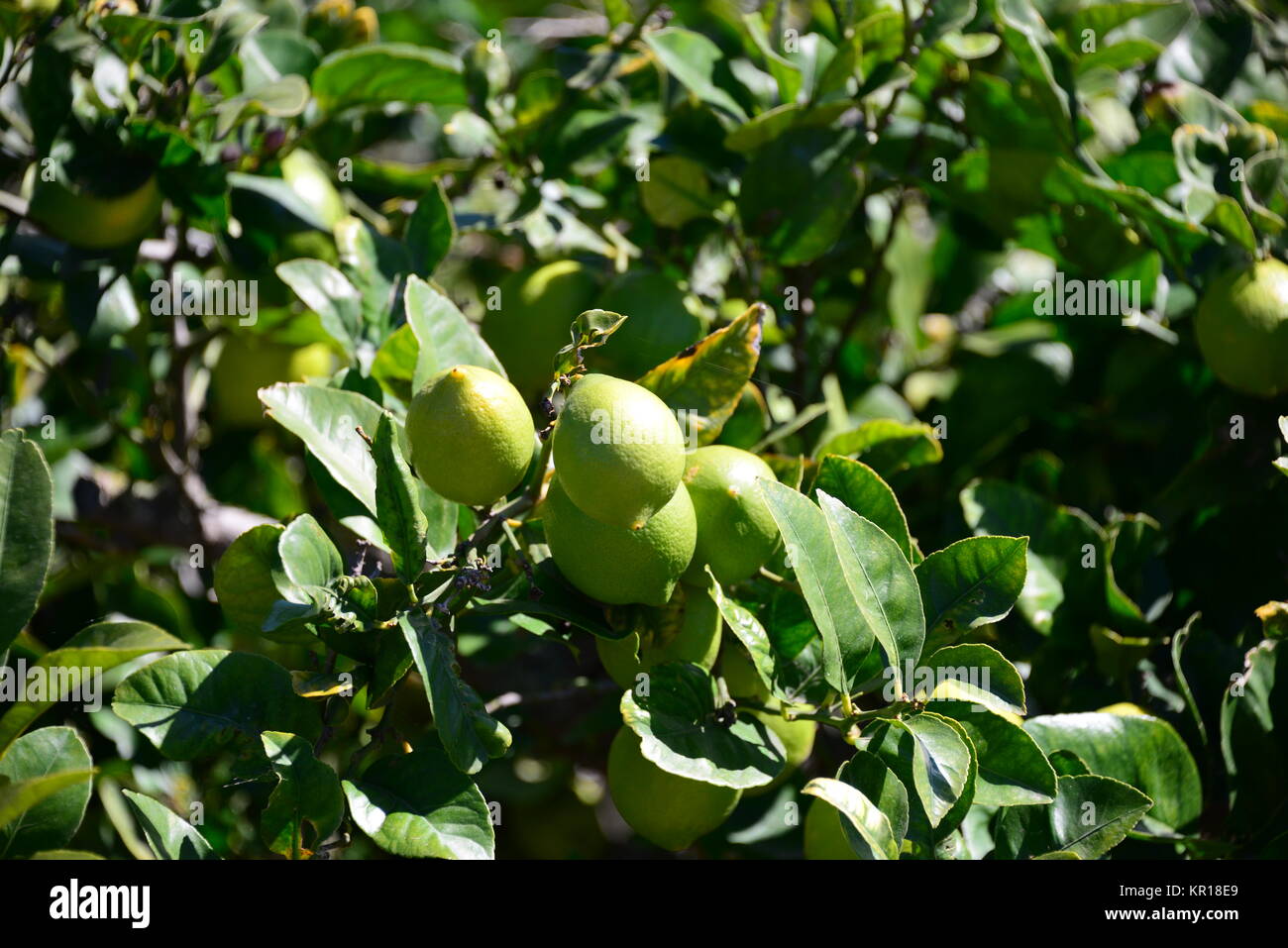 lemon tree in spain Stock Photo - Alamy
