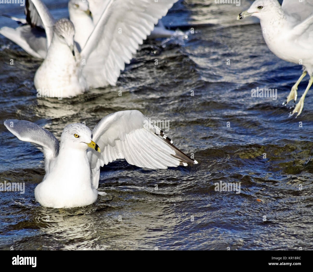 Group of Seagull swimming, splashing and flapping their wings in blue ...