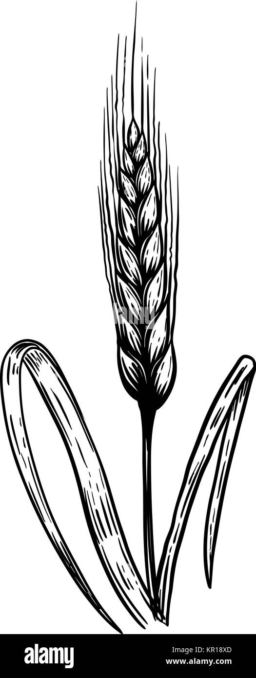 Wheat Sketch