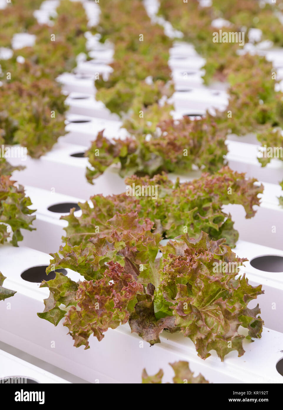 Close up of red coral leaf lettuce vegetables plantation Stock Photo ...