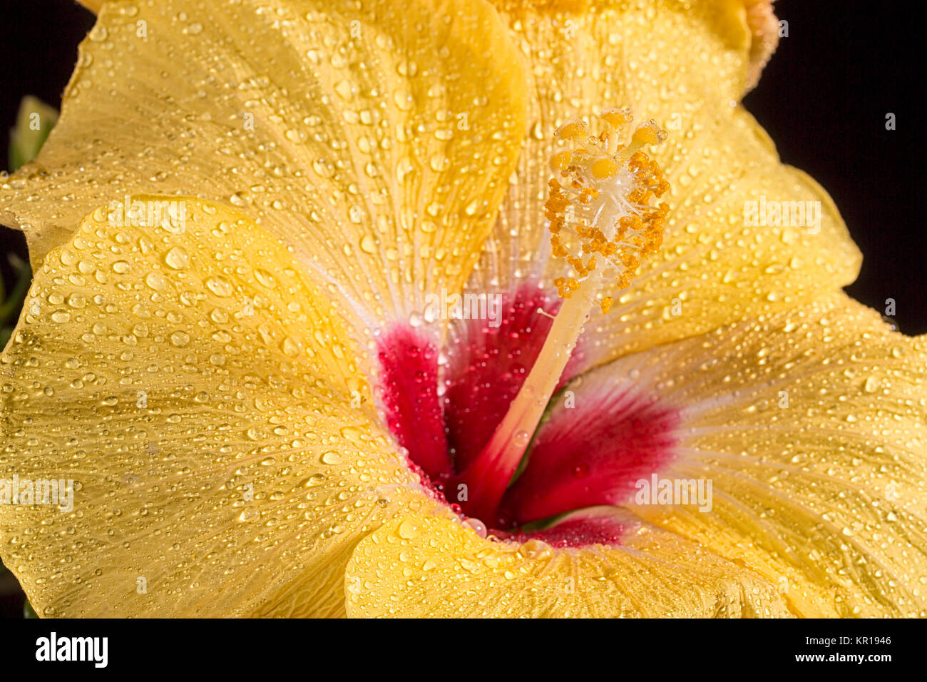 Two hibiscus flower hi-res stock photography and images - Alamy
