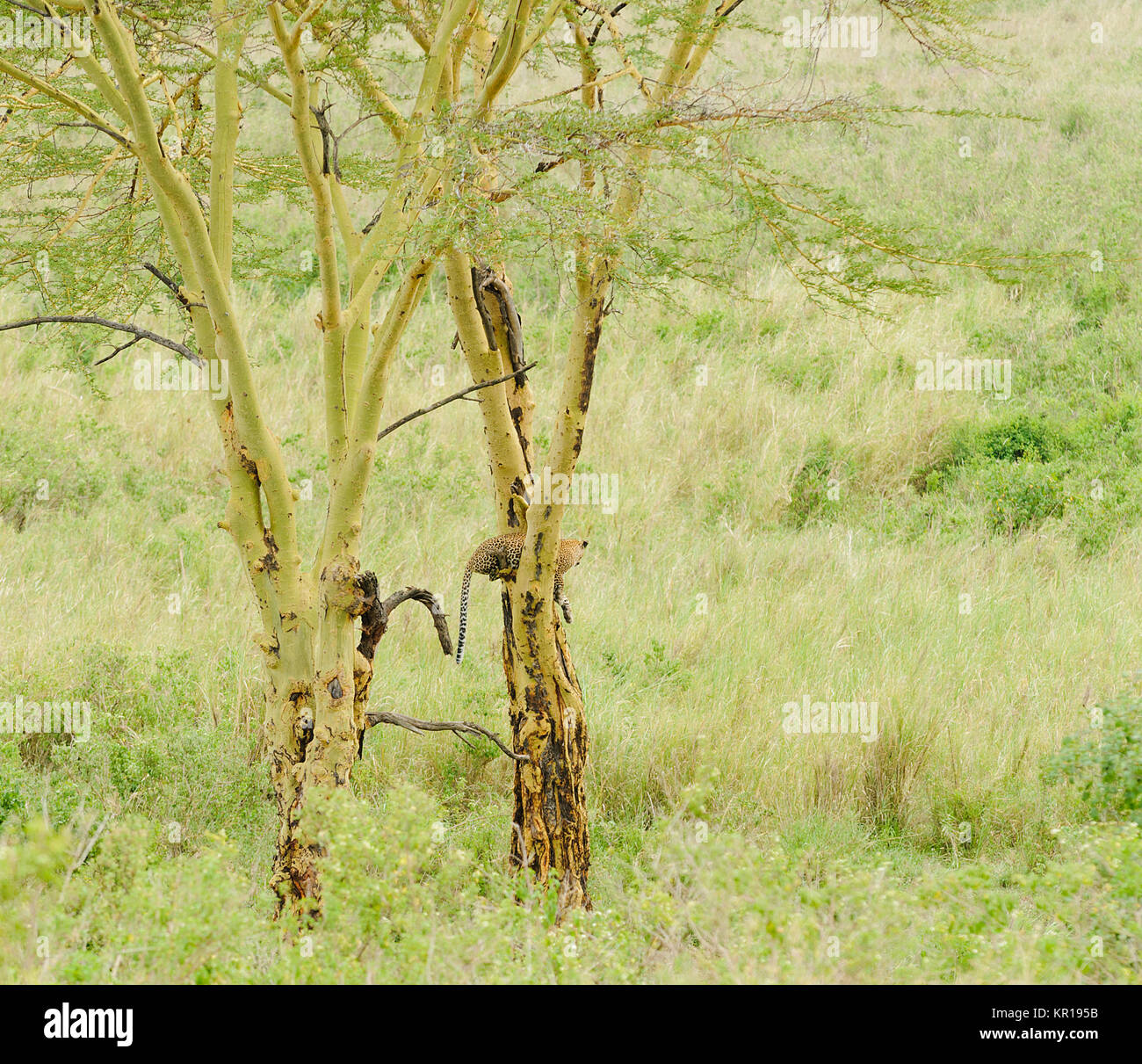 Leopard up a tree (scientific name: Panthera pardus, or "Chui" in ...