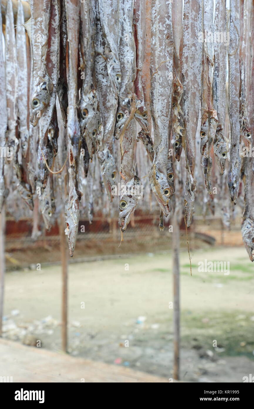Dry fish in Bangladesh Stock Photo - Alamy