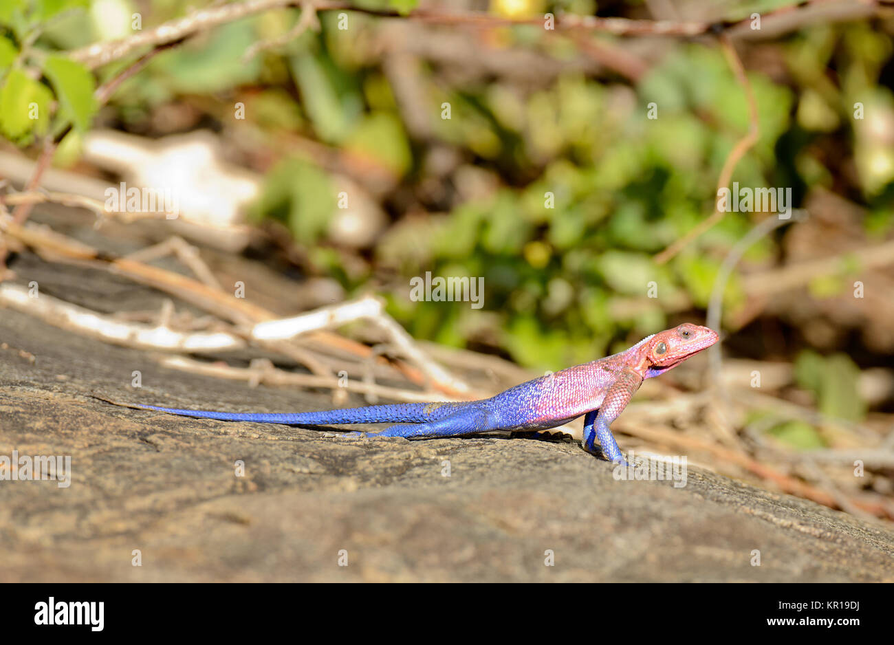 Closeup of Agama lizard (scientific name: Agama agama or "Mjusi kafiri ...