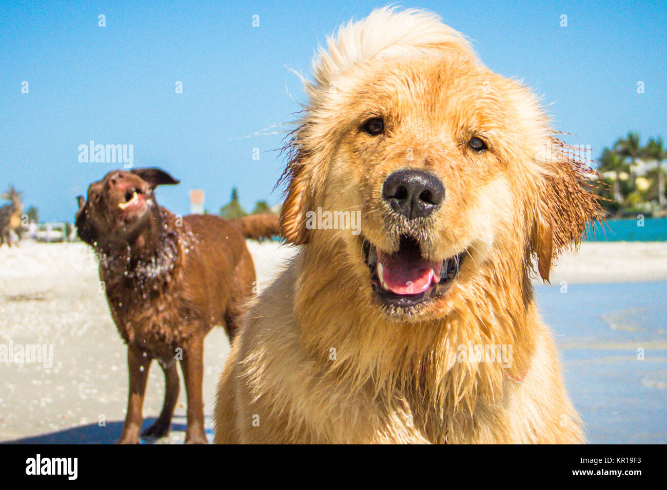 Two dogs on the beach hi-res stock photography and images - Alamy