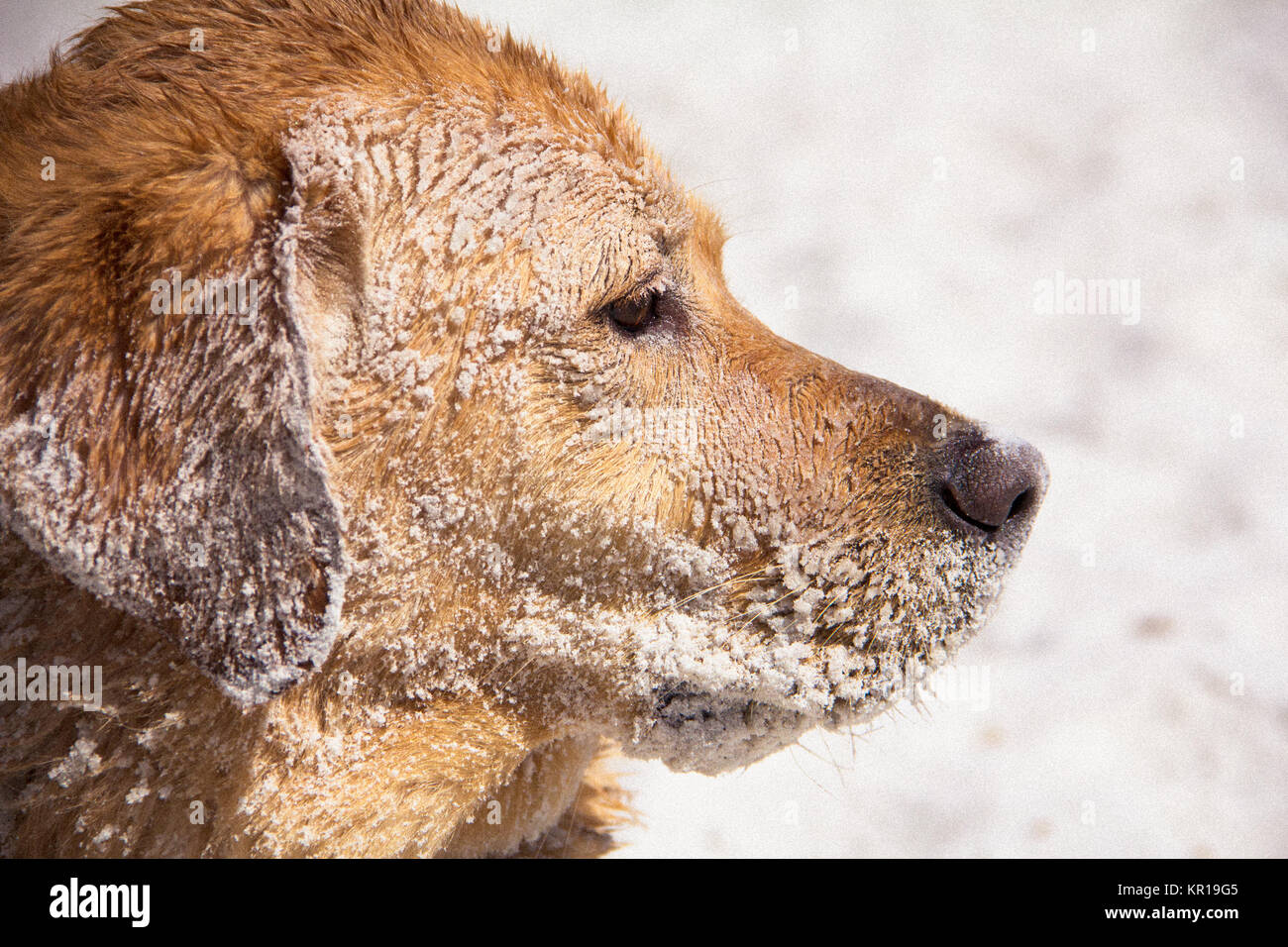 Close-up of a labrador retriever dog with sand on its face Stock Photo ...