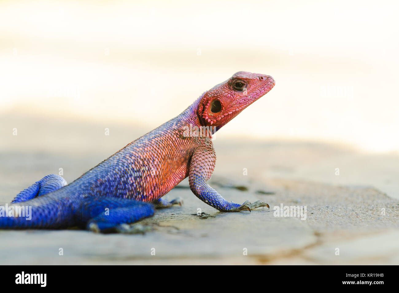 Closeup of Agama lizard (scientific name: Agama agama or "Mjusi kafiri ...