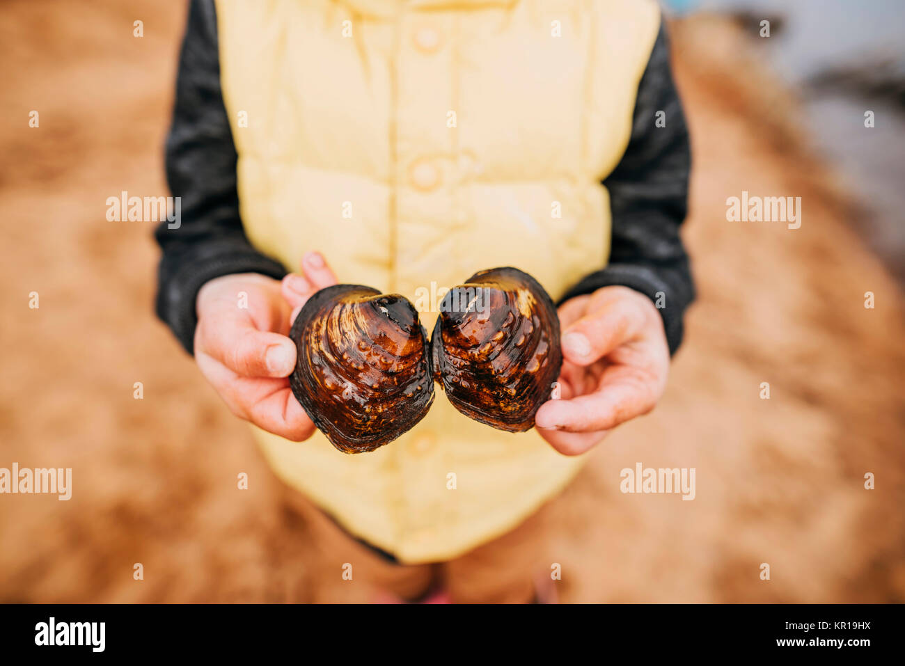 Boy standing on the beach holding a clam shell Stock Photo - Alamy