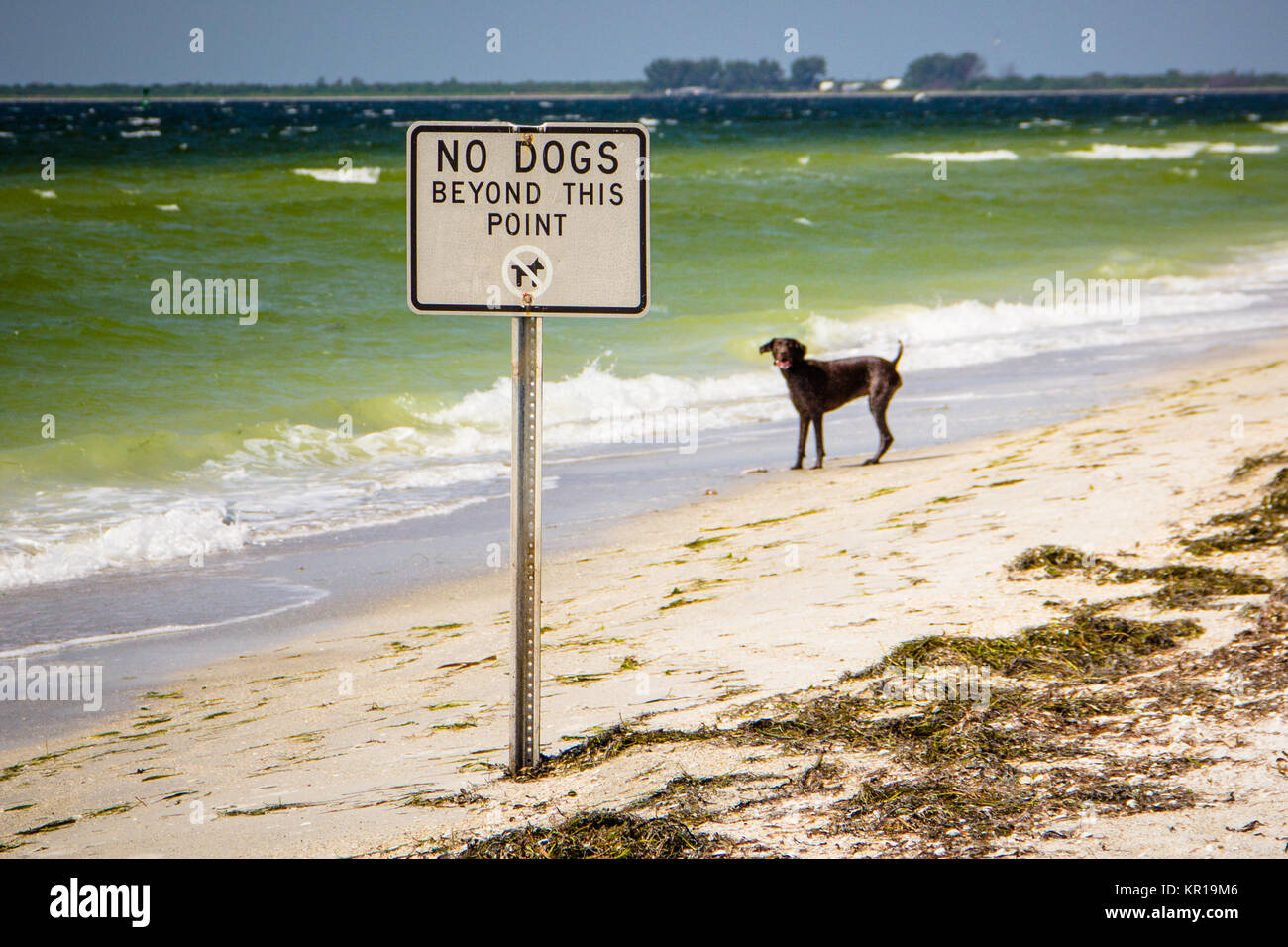 Dog standing on beach next to a no dogs beyond this point sign, Fort de ...