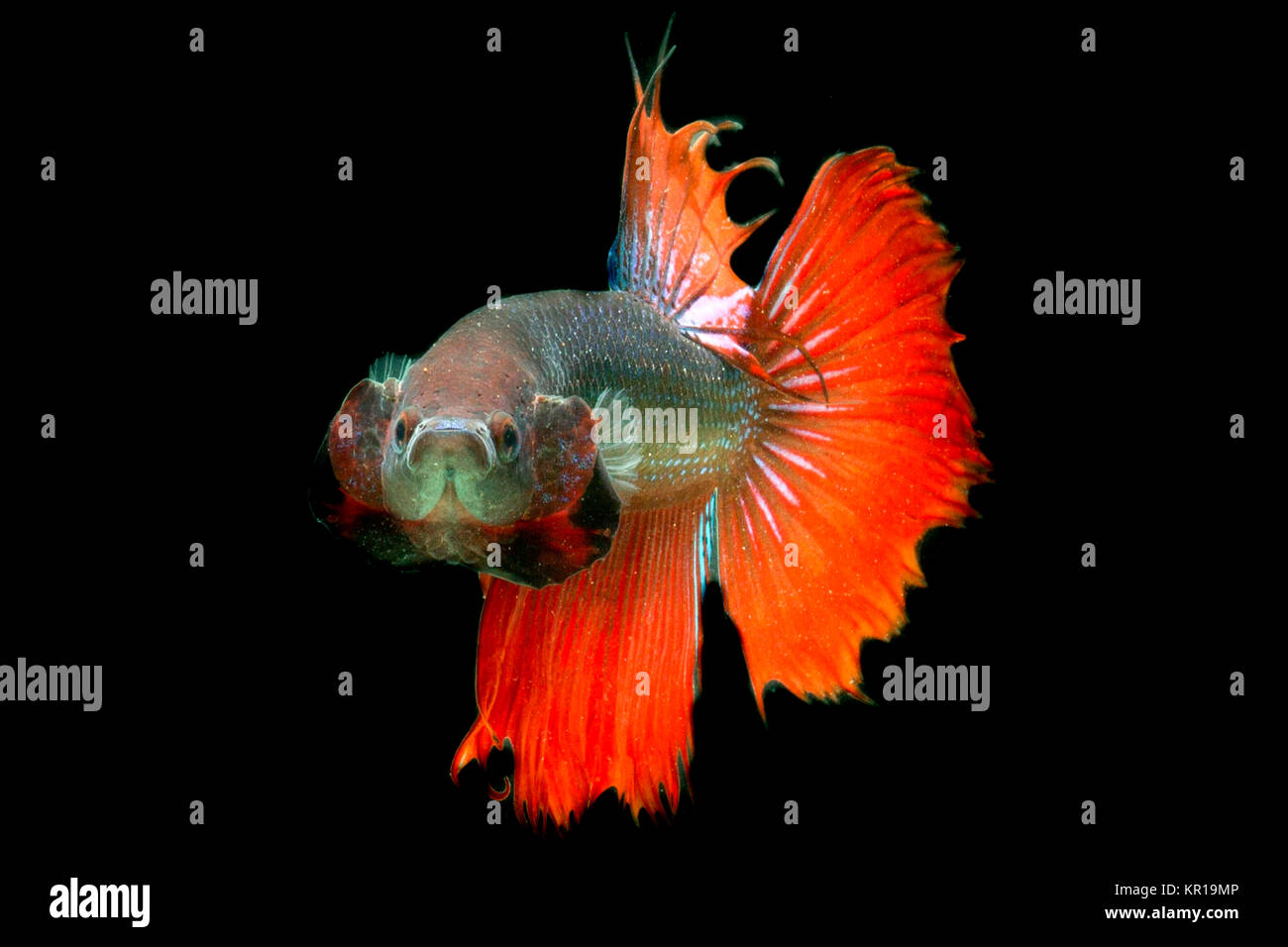 Beta fighting fish hi-res stock photography and images - Alamy