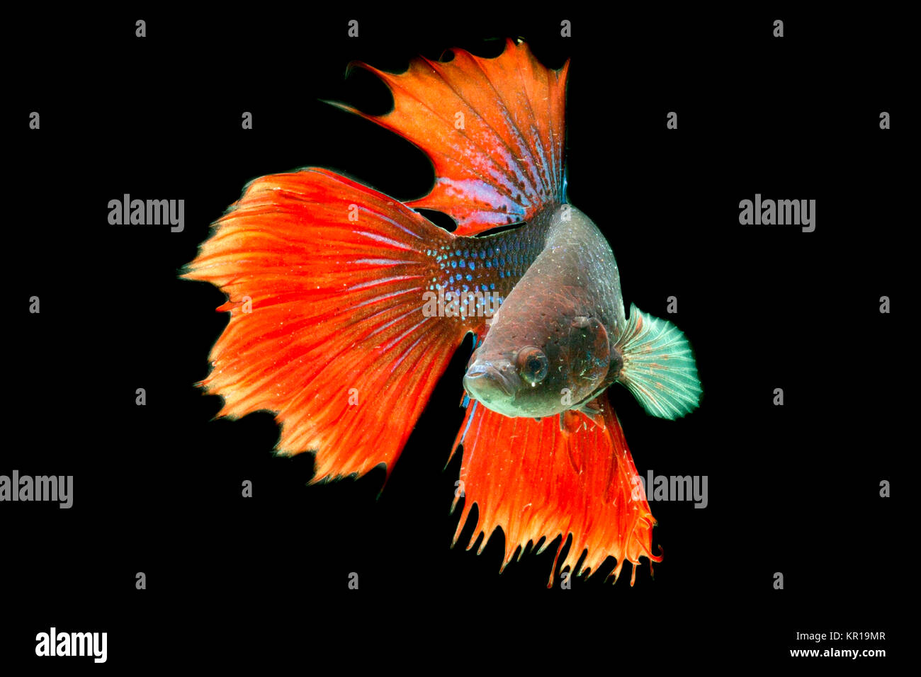 Portrait of a beta fish Stock Photo - Alamy