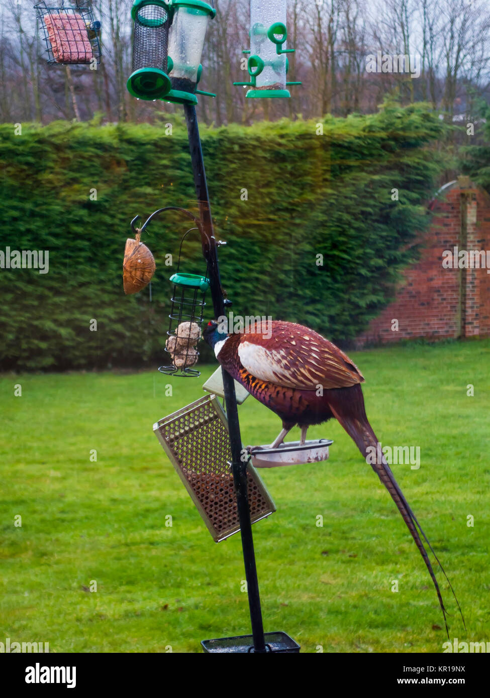 Pheasant feeder hi-res stock photography and images - Alamy