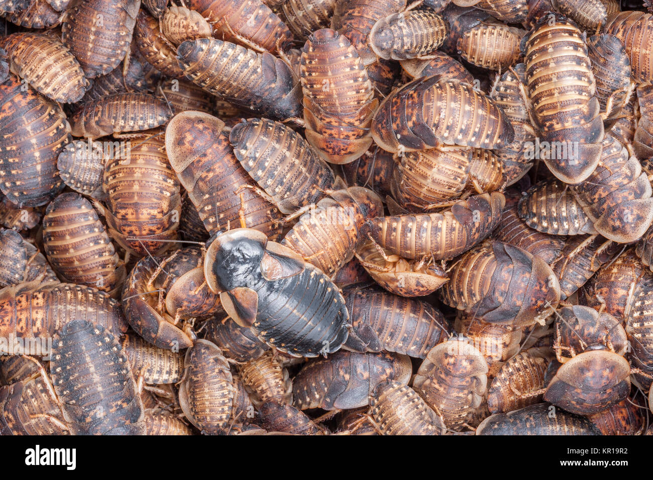 Thousands of Orange-spotted Cockroach (Blaptica dubia) nymphs. This ...