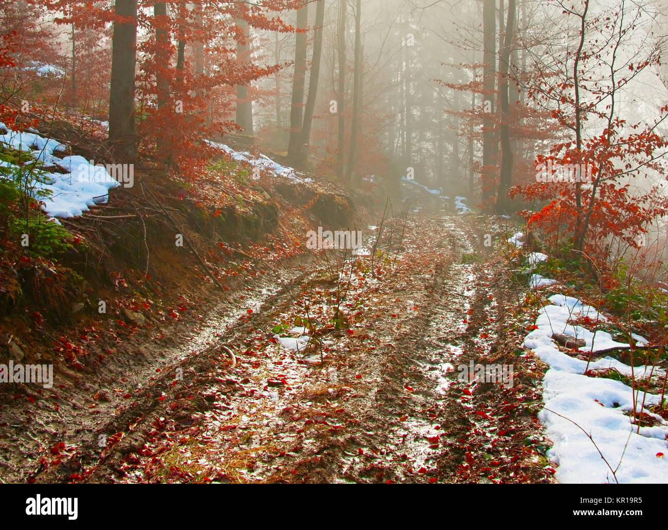 Wet forest road Stock Photo - Alamy