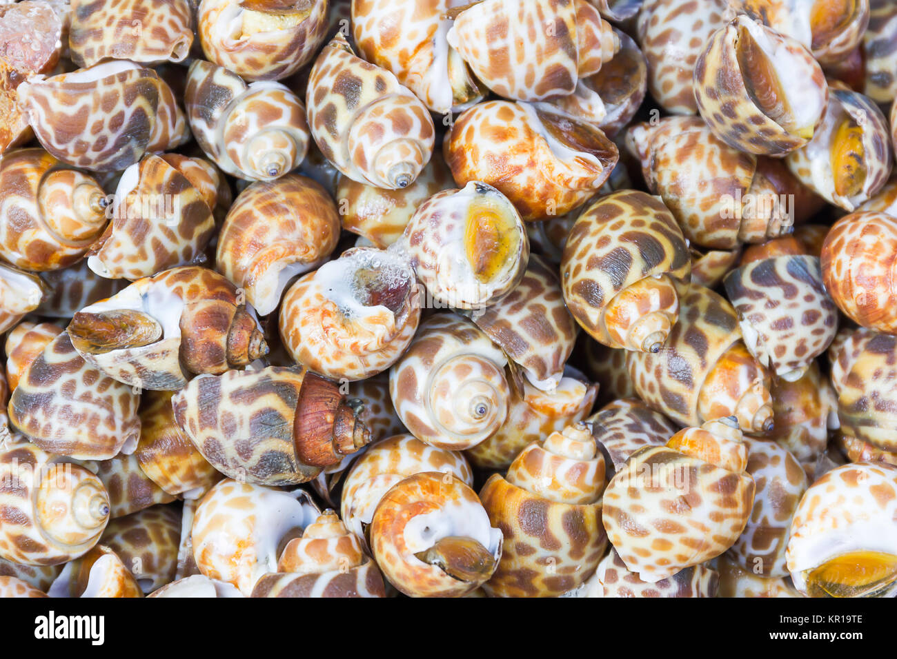 Areolata hi-res stock photography and images - Alamy