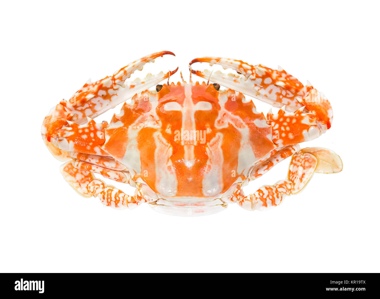 Steamed blue crab or Flower crab Stock Photo - Alamy