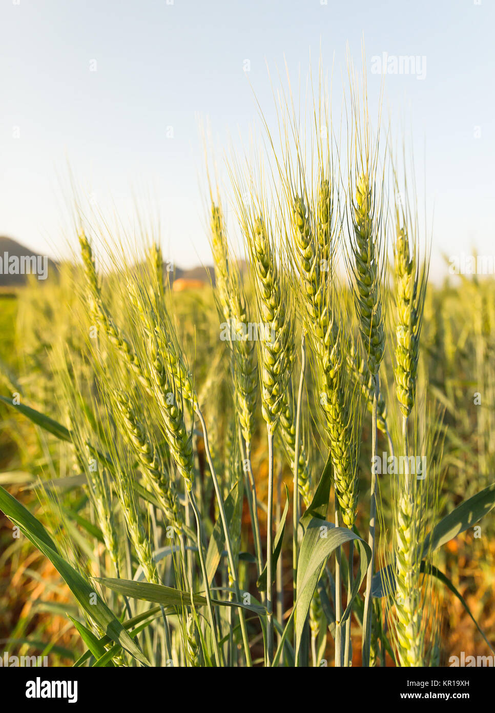 Wheat field in country side Stock Photo - Alamy