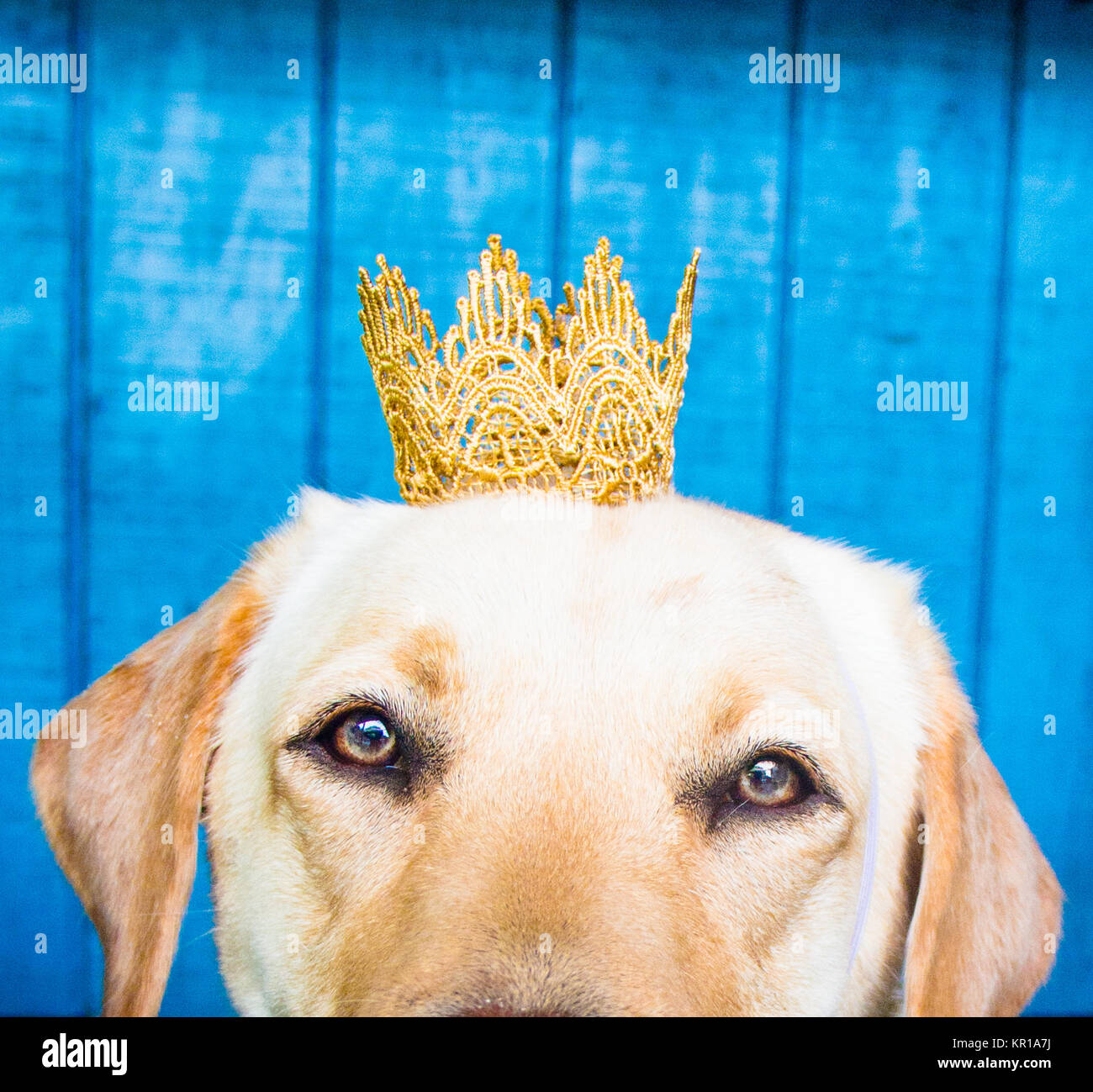 Dog wearing crown hi-res stock photography and images - Alamy