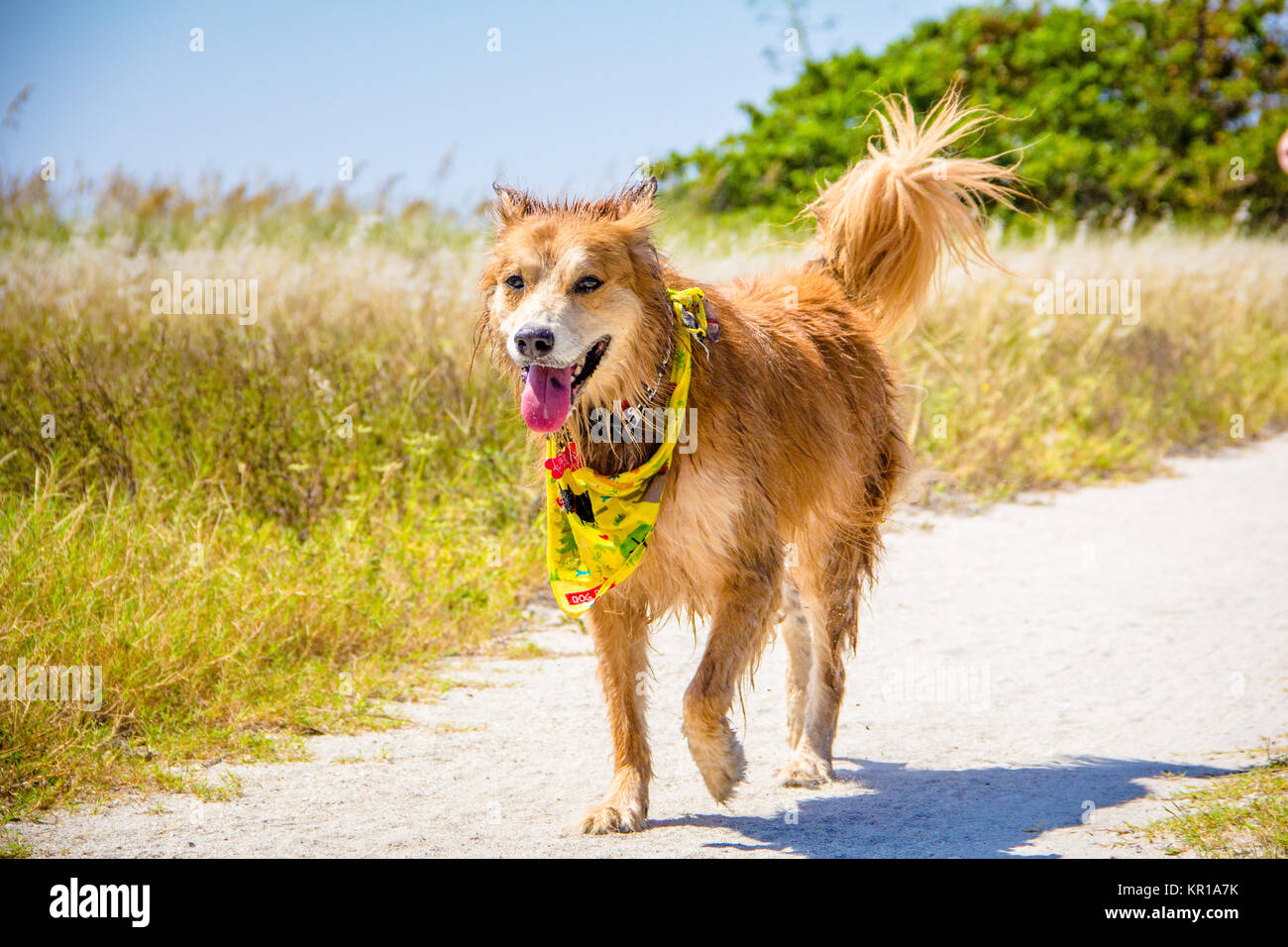 Golden retriever dog walking along a footpath, Fort de Soto, Florida ...