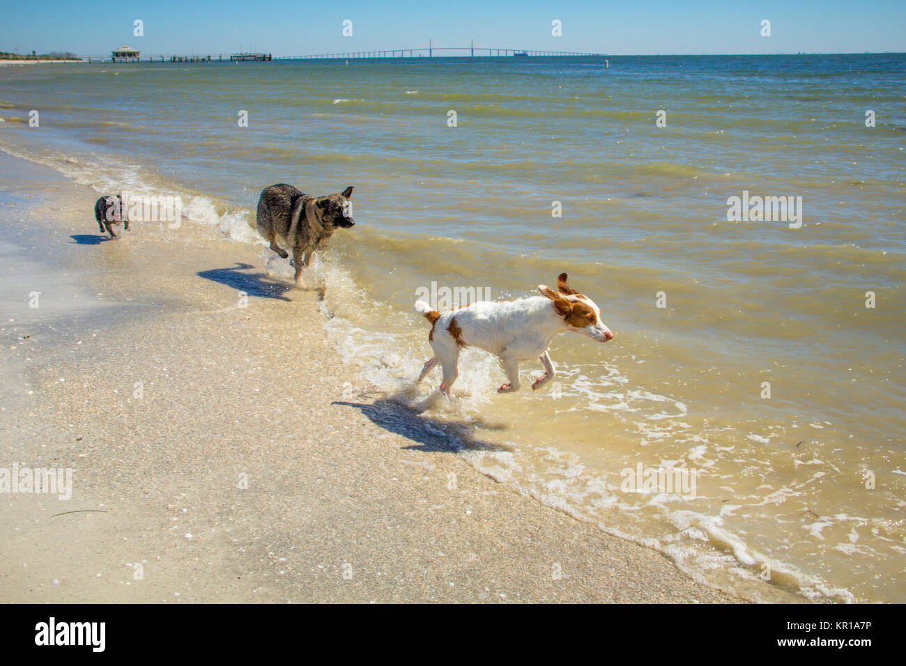 Dog running spaniel hi-res stock photography and images - Alamy
