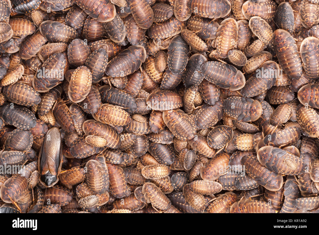 Thousands of Orange-spotted Cockroach (Blaptica dubia) nymphs. Note the ...