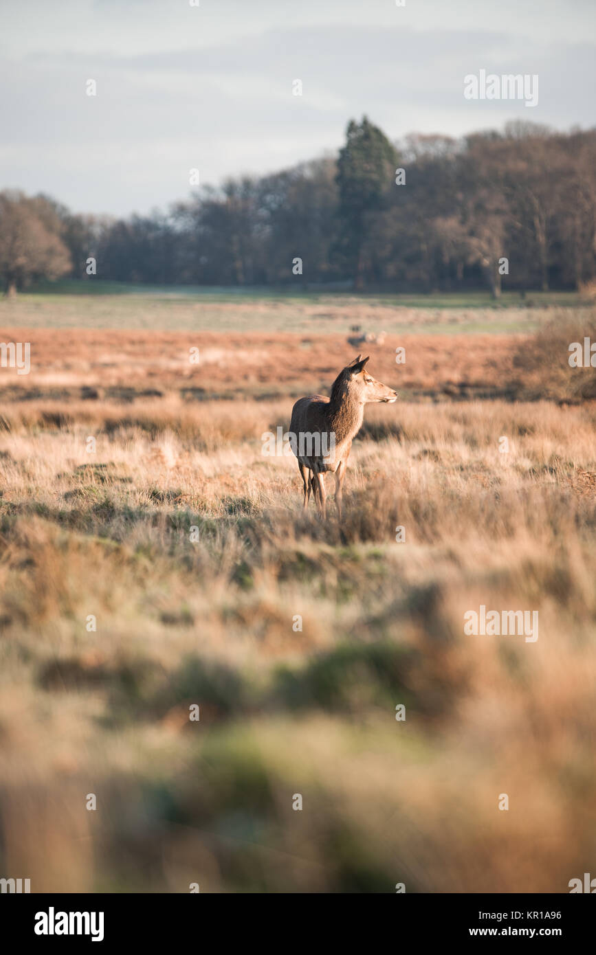 Deer standing in Richmond Park, London, England, United Kingdom Stock ...