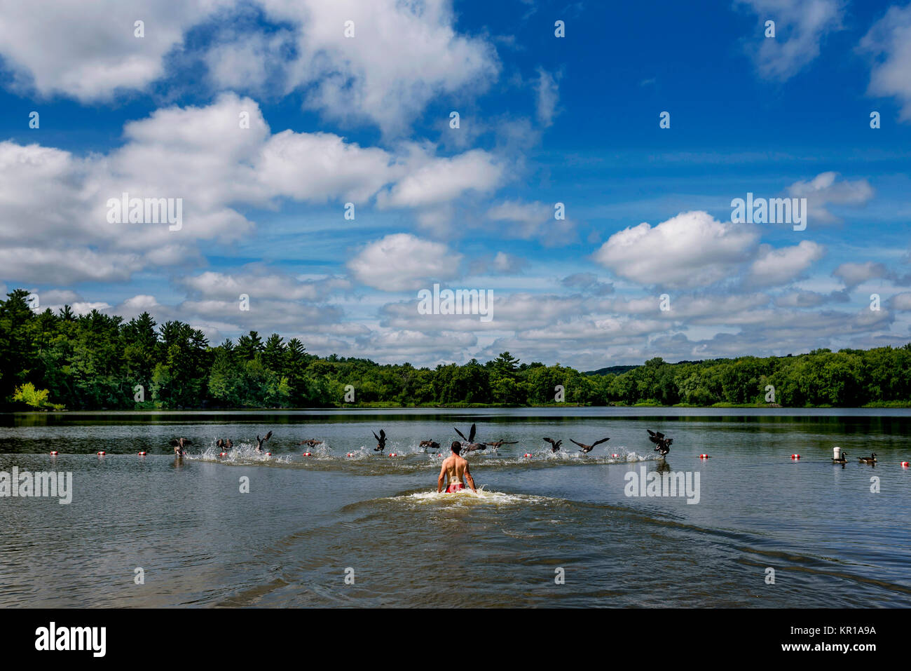 Man wading into a lake chasing birds Stock Photo - Alamy