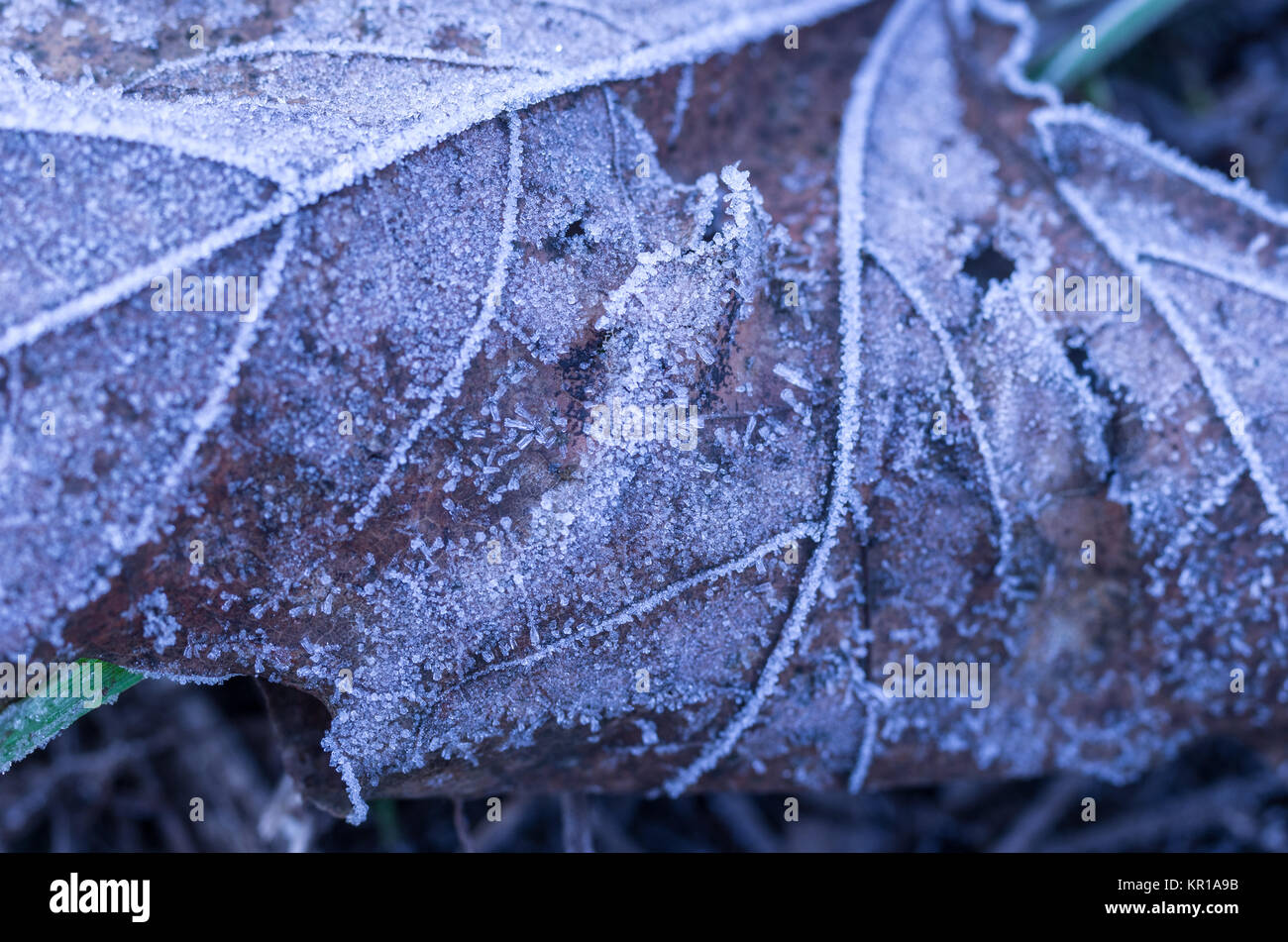Texture of the autumn leaf. A relief autumn leaf. Cold morning Stock ...