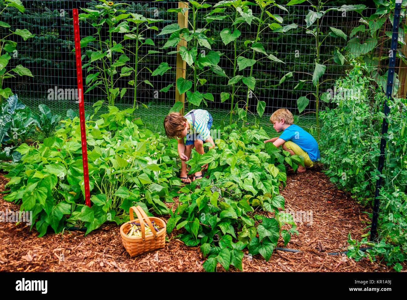 Two boys in a vegetable patch picking vegetables Stock Photo - Alamy