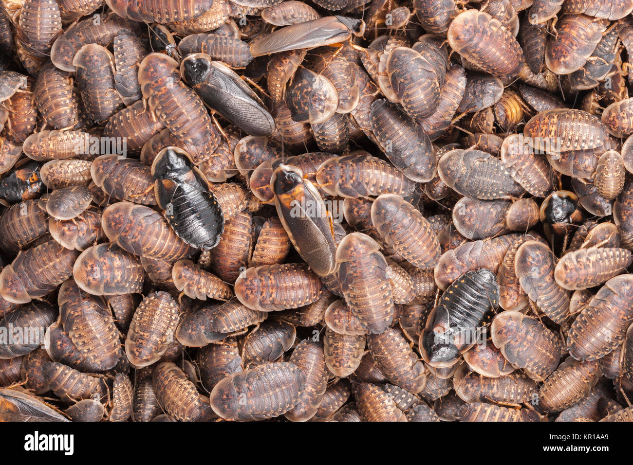 Thousands of Orange-spotted Cockroach (Blaptica dubia) nymphs. Note the ...