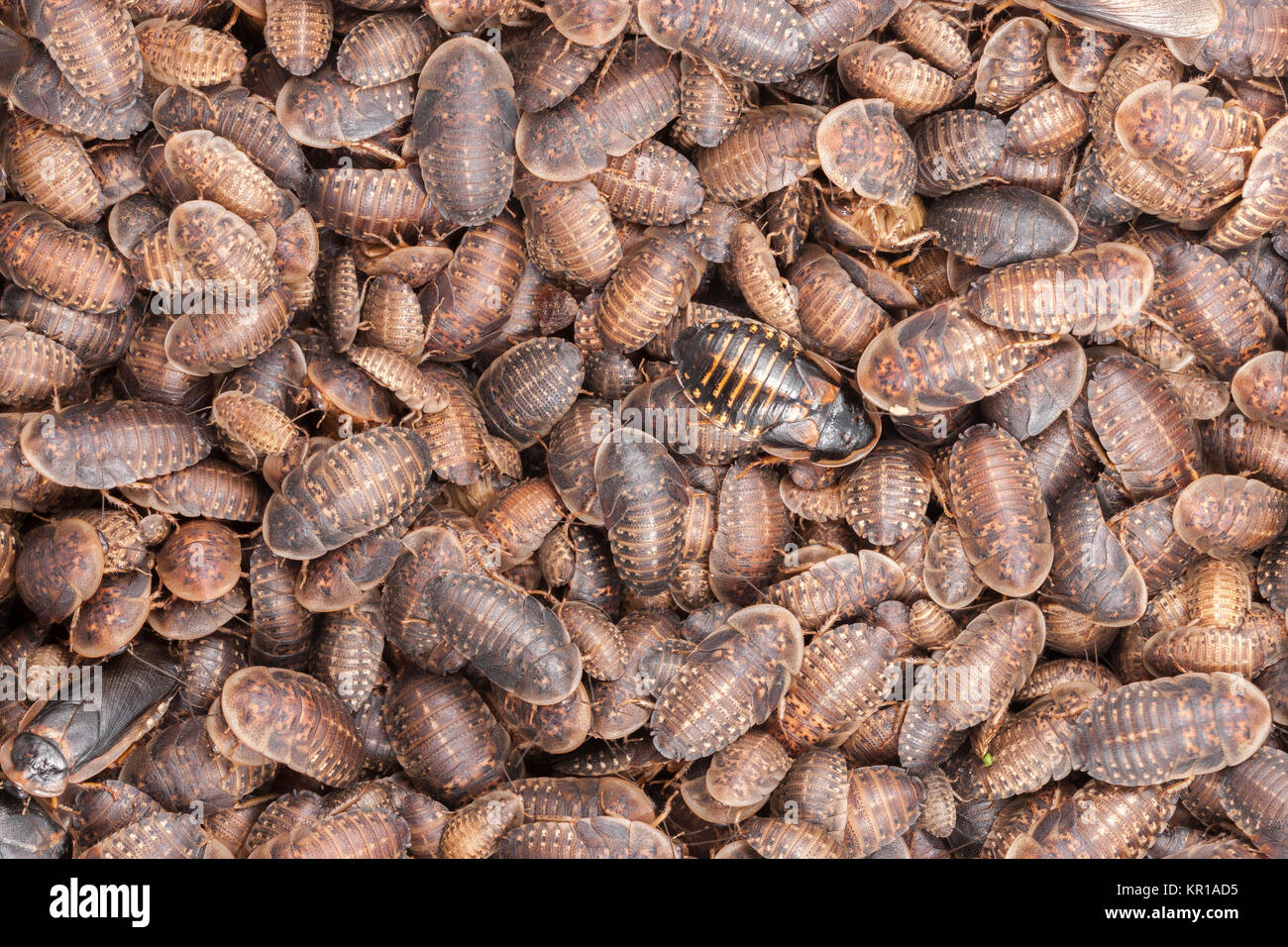 Thousands of Orange-spotted Cockroach (Blaptica dubia) nymphs. This ...