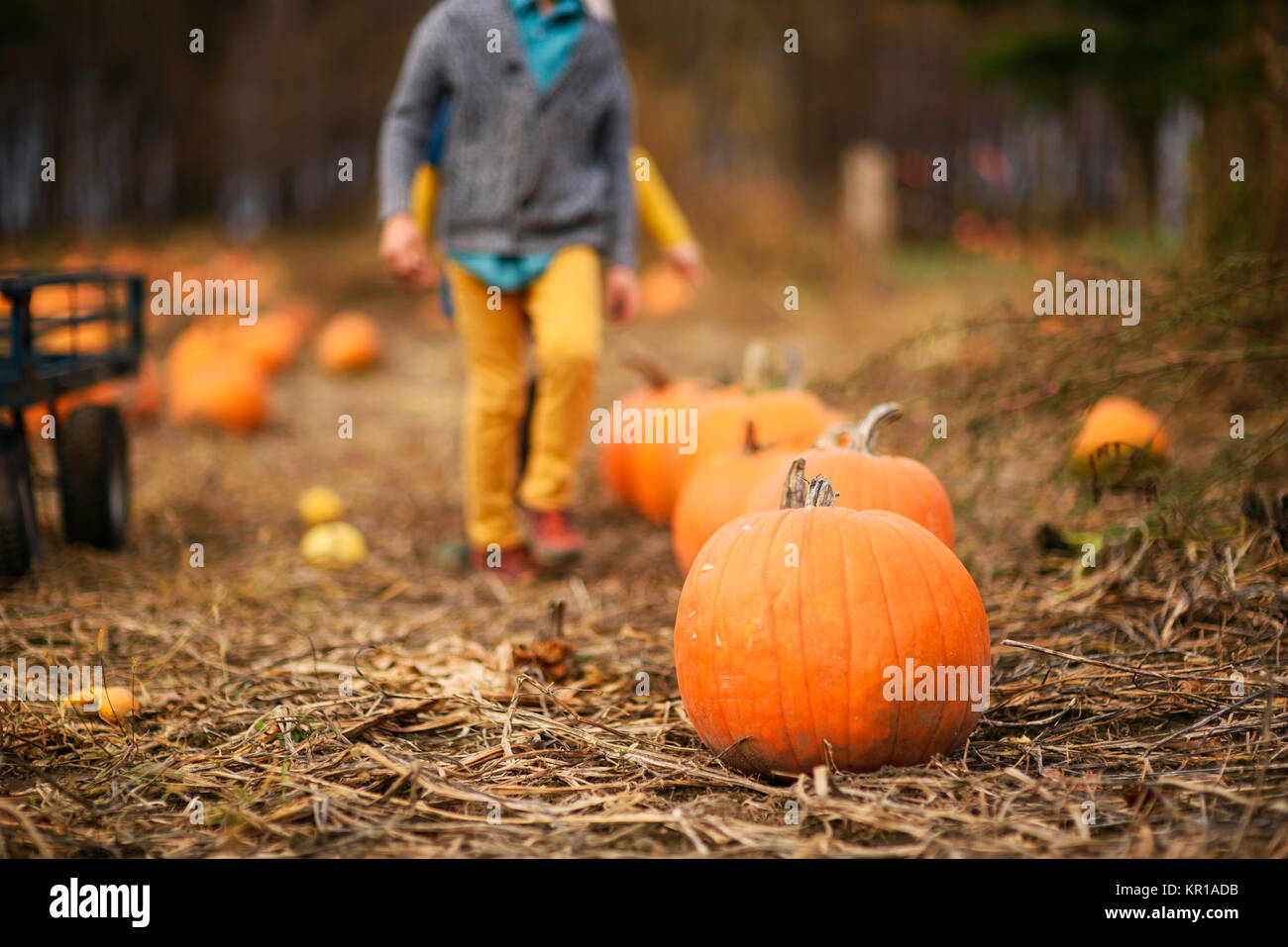 Boy walking through a pumpkin patch Stock Photo - Alamy