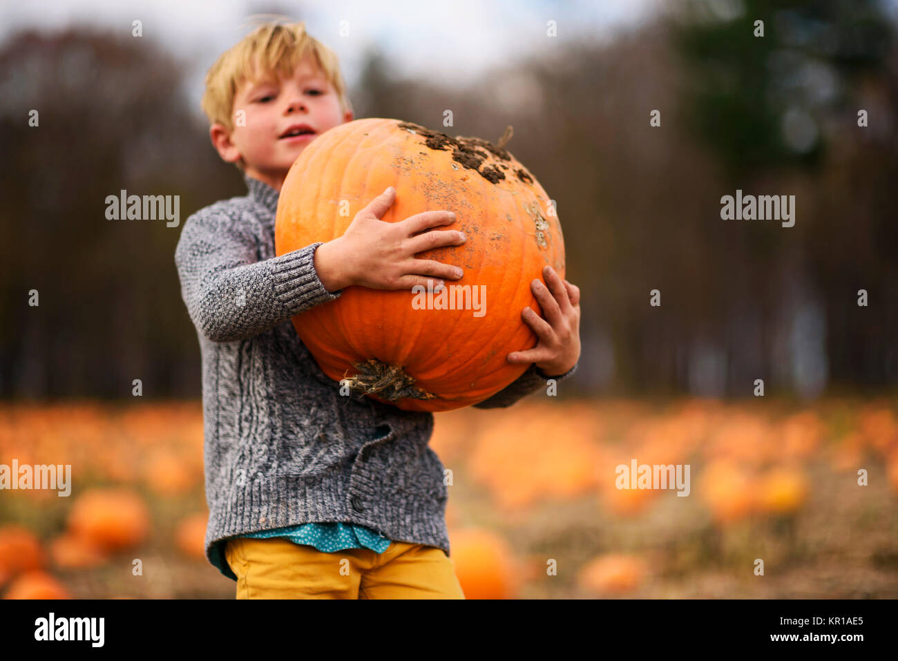 Boy carrying a pumpkin in a pumpkin patch Stock Photo - Alamy