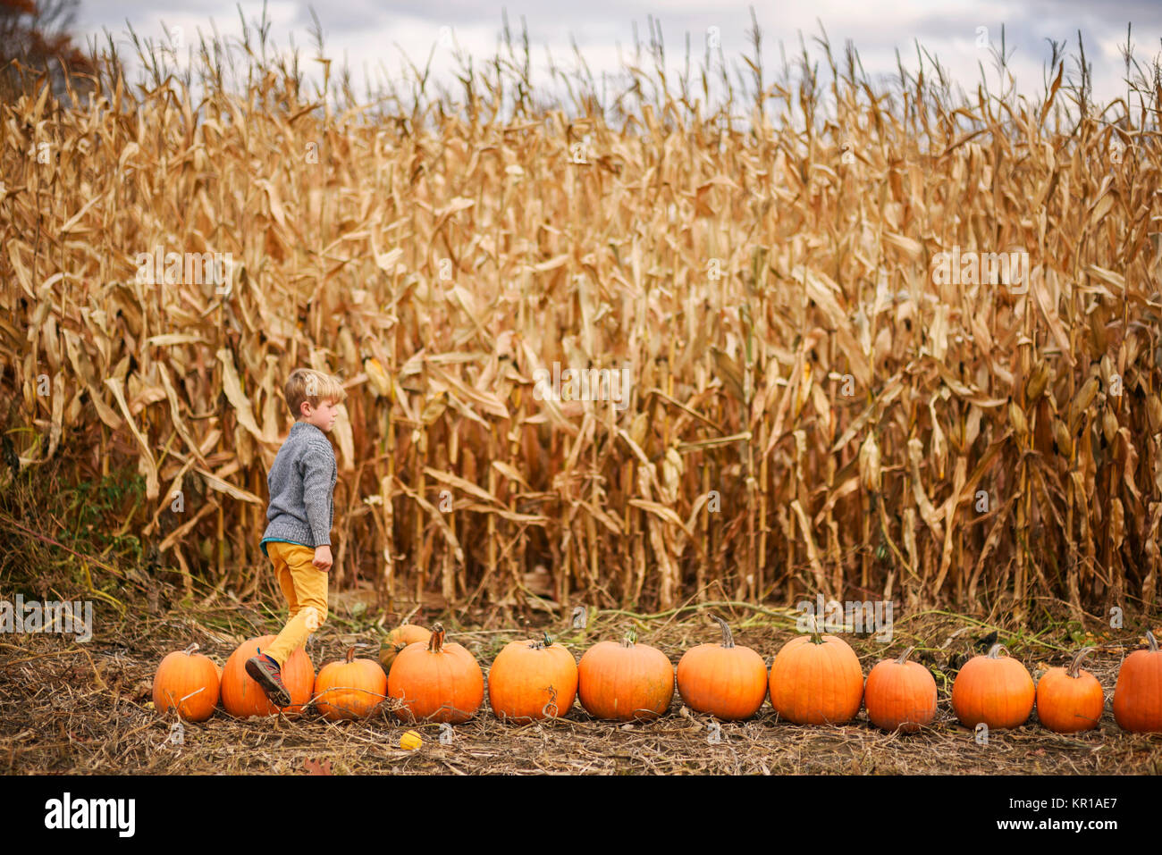 Row pumpkins hi-res stock photography and images - Alamy