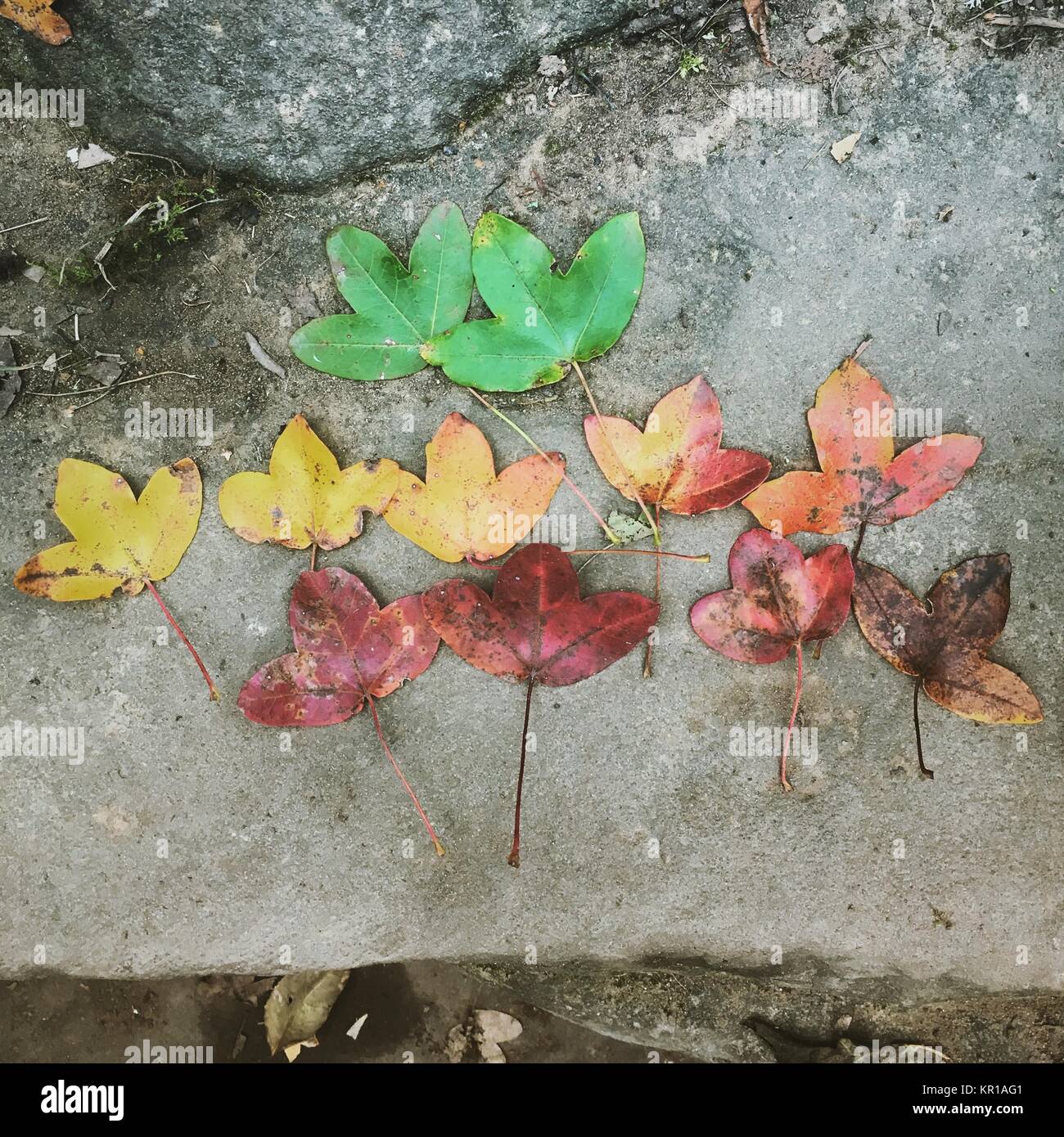 Autumn leaves on a rock Stock Photo - Alamy