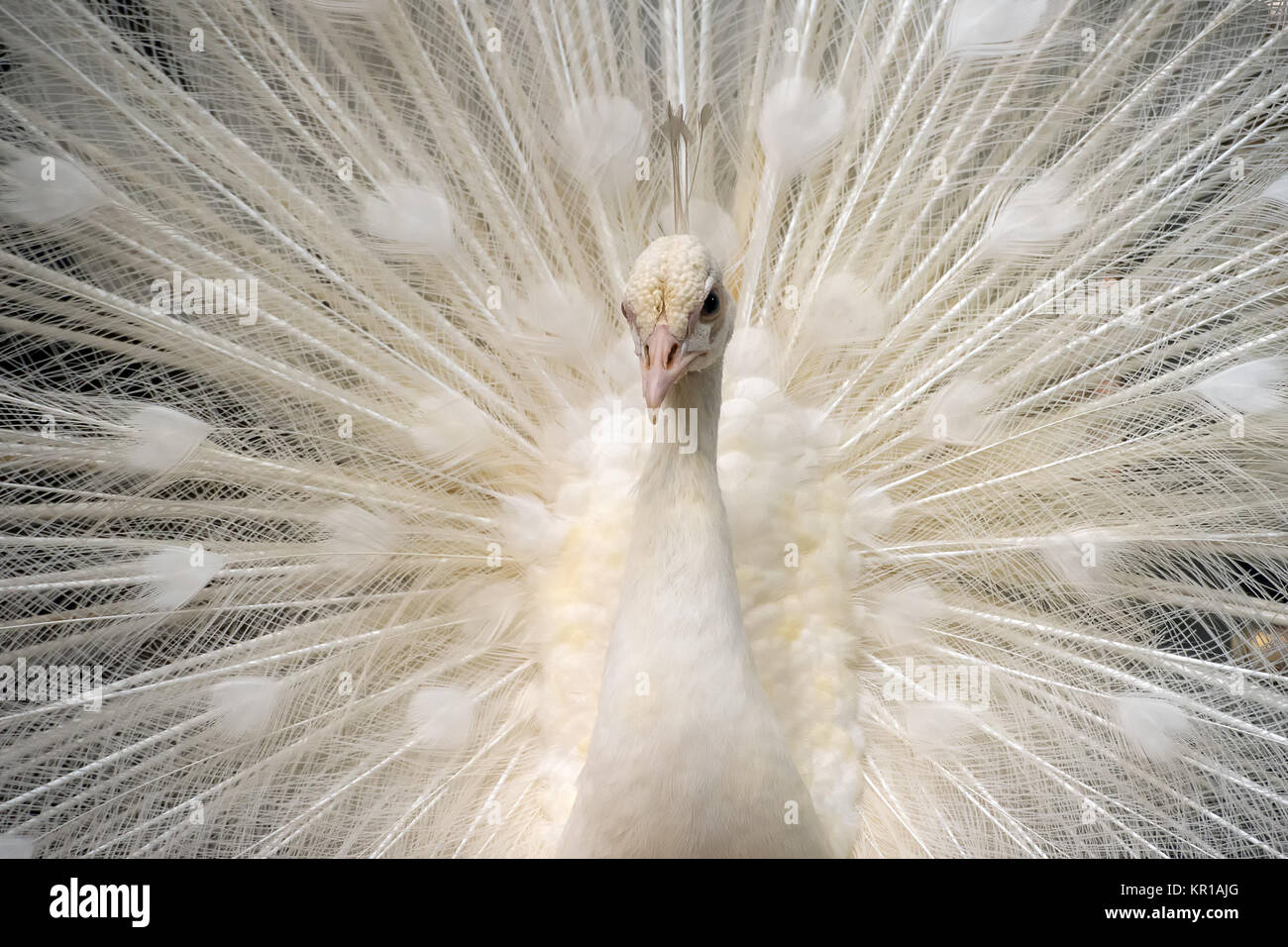 Portrait of a White peacock Stock Photo - Alamy