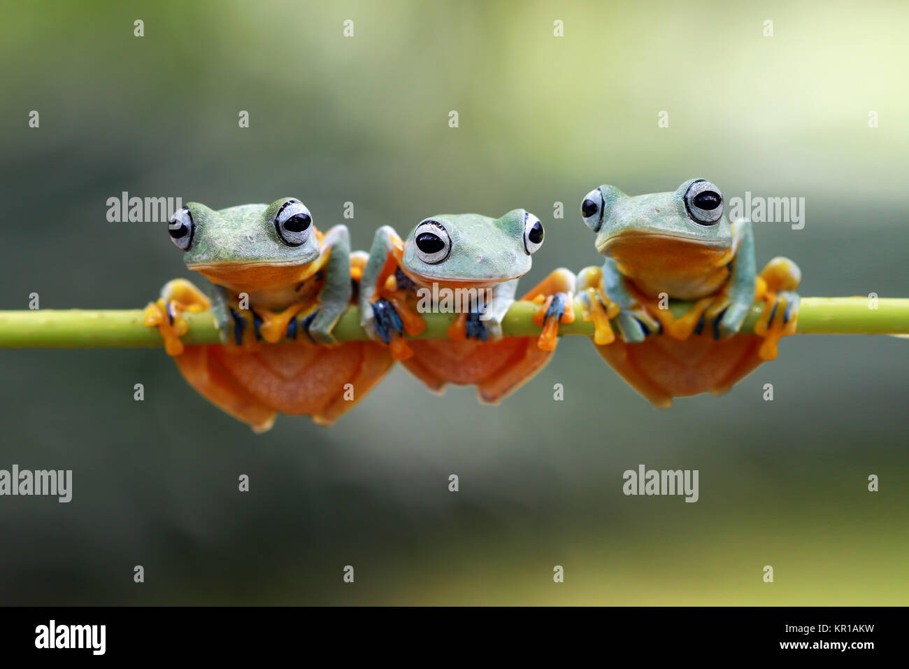 Three Tree frogs on a branch, Indonesia Stock Photo - Alamy