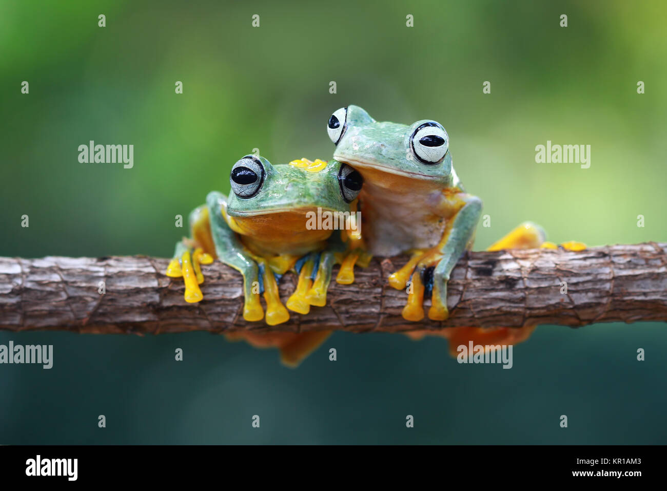 Two Javan tree frogs sitting on branch, Indonesia Stock Photo - Alamy