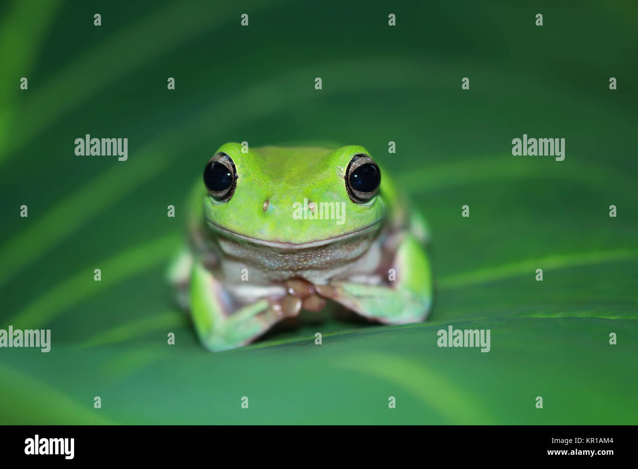 Dumpy frog hi-res stock photography and images - Alamy